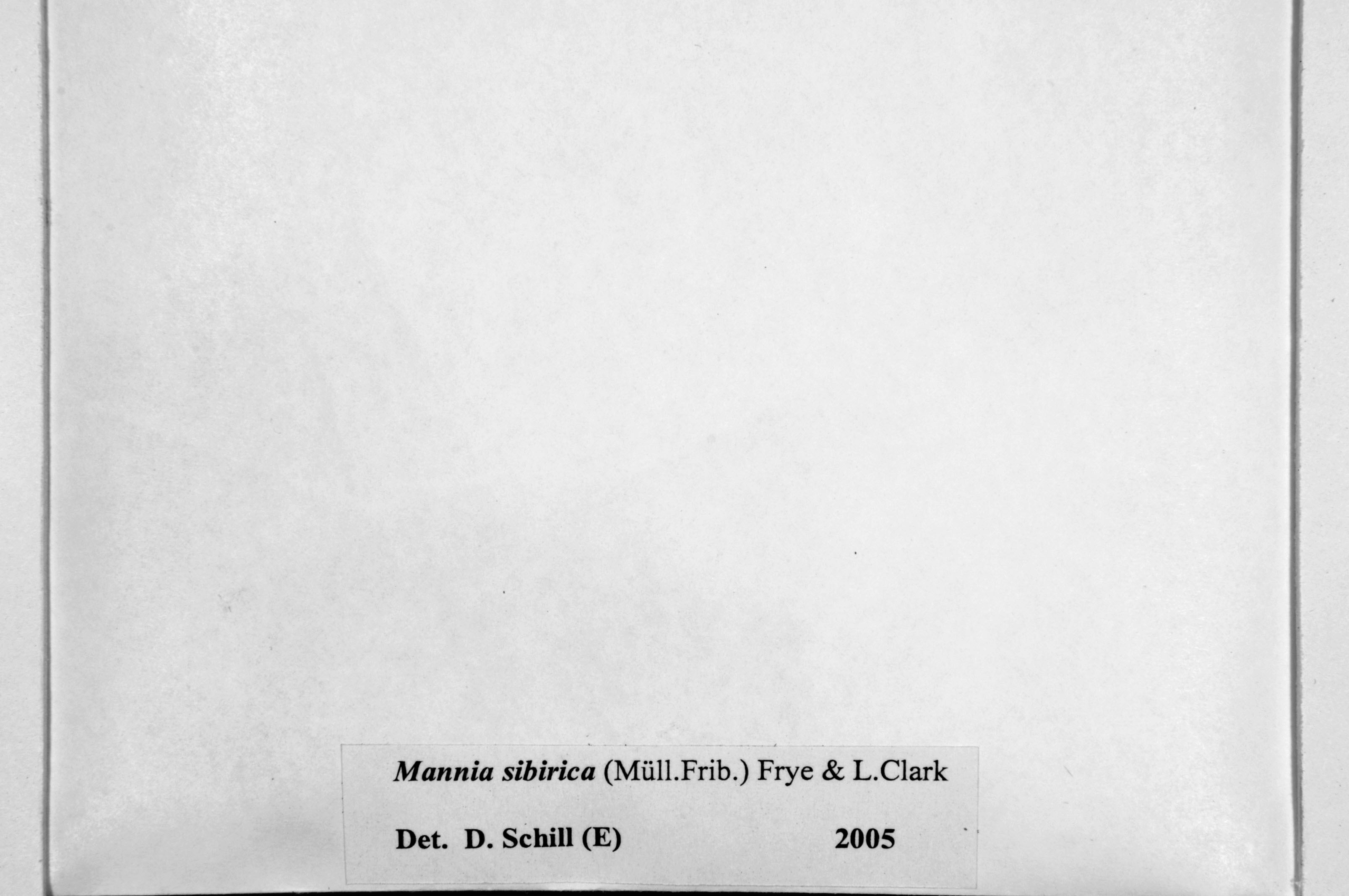 Mannia sibirica (Müll.Frib.) Frye & L.Clark