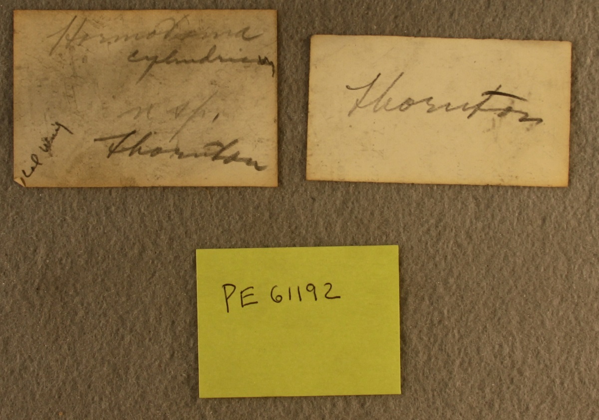 Hormotoma Salter, 1859