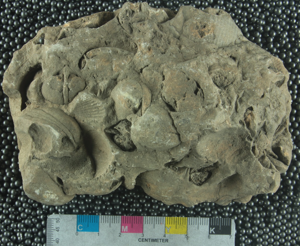 Pentamerus Sowerby, 1813