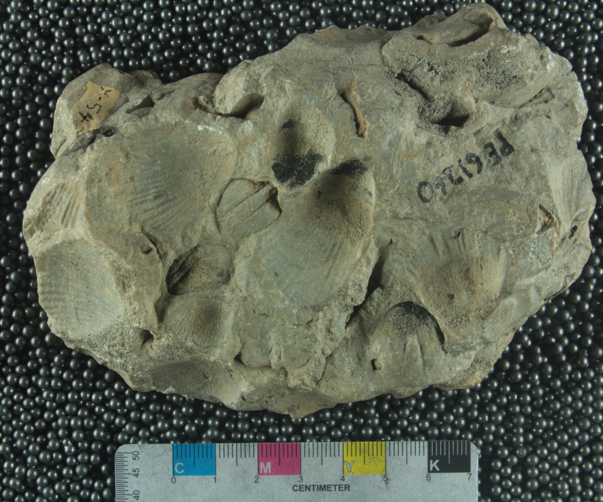 Pentamerus Sowerby, 1813