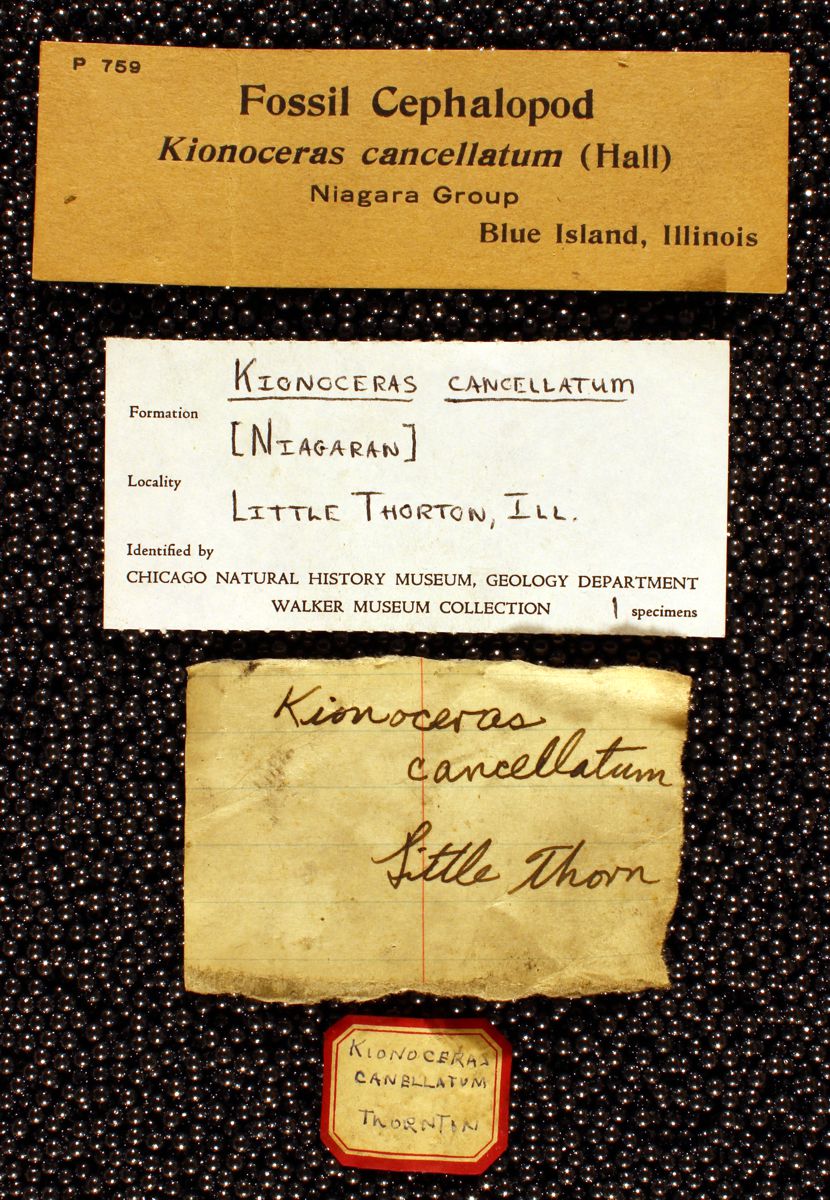 Kionoceras Hyatt, 1884