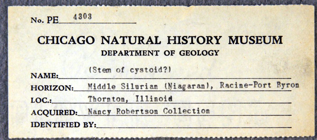 Cystoidea | Geology Collections