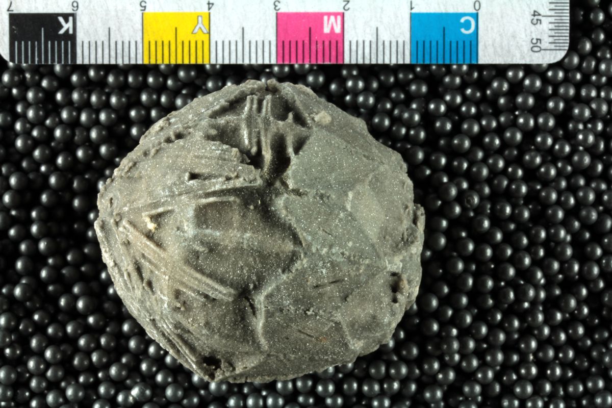 Caryocrinites ornatus (Say, 1825) | Geology Collections