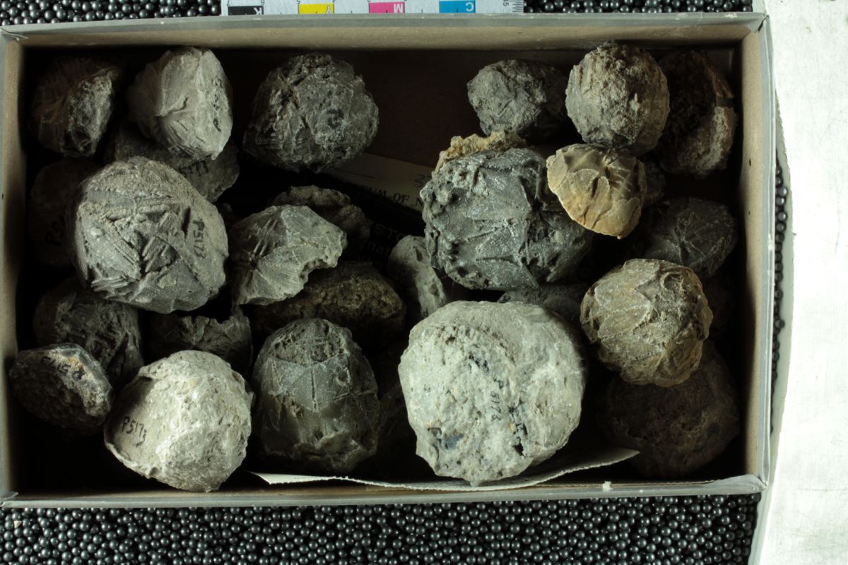 Caryocrinites ornatus (Say, 1825) | Geology Collections