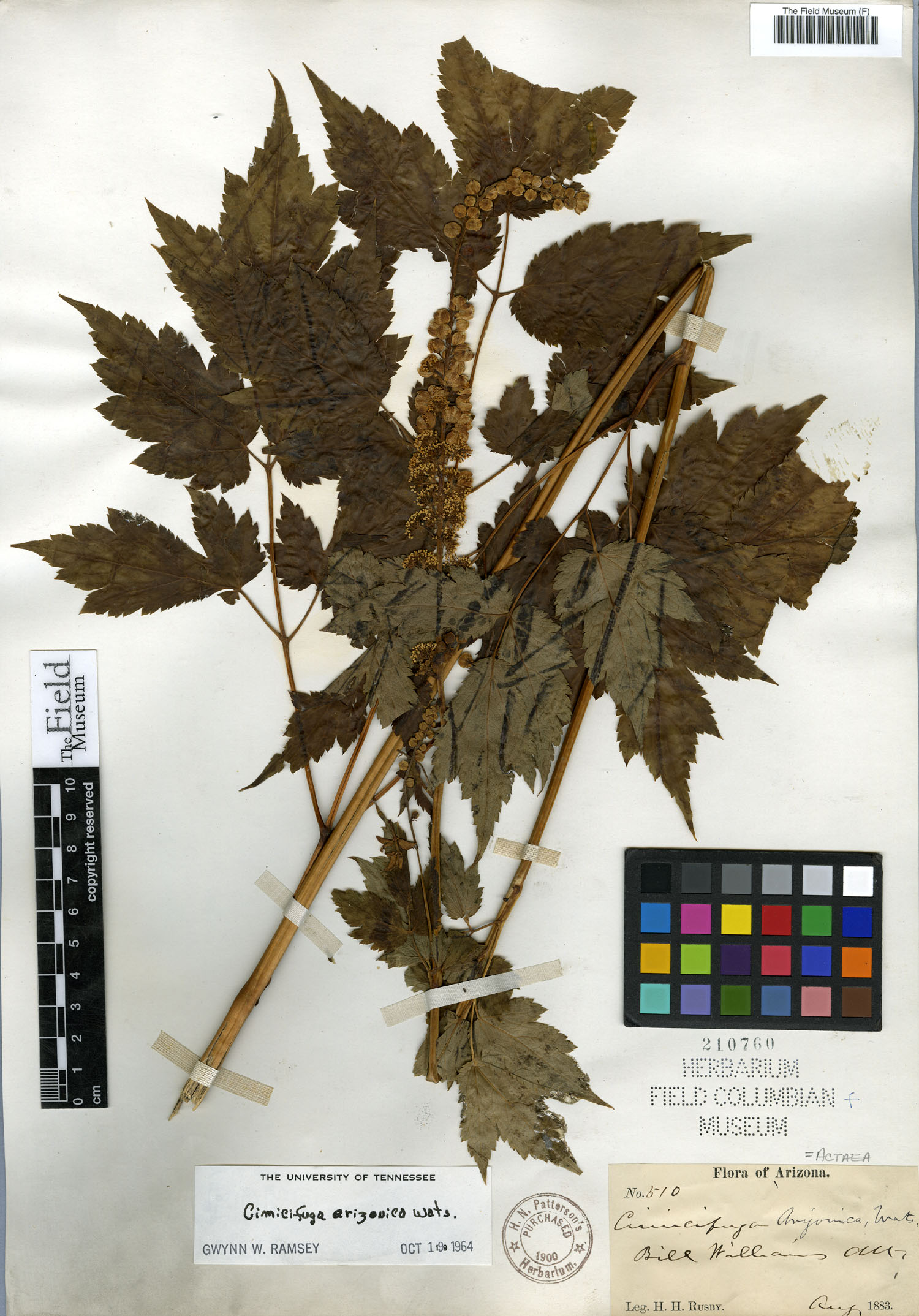 Actaea arizonica (S.Watson) Compton