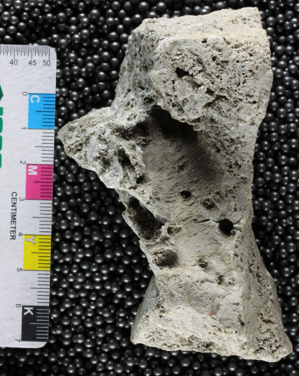 Cystoidea | Geology Collections