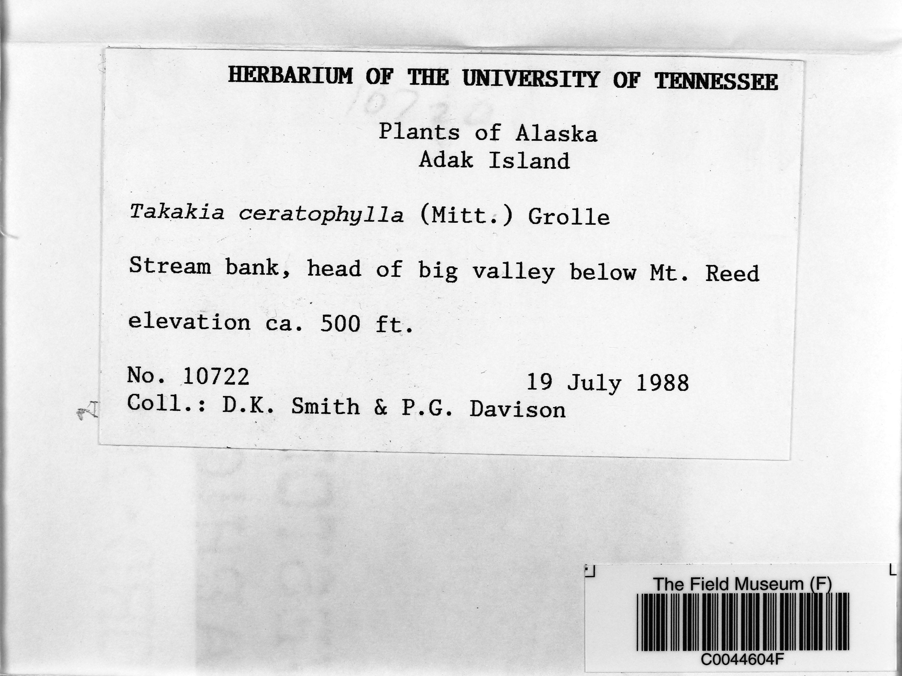 Takakia ceratophylla (Mitt.) Grolle