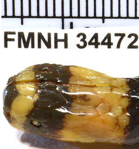 Micrurus lemniscatus diutius Burger, 1955