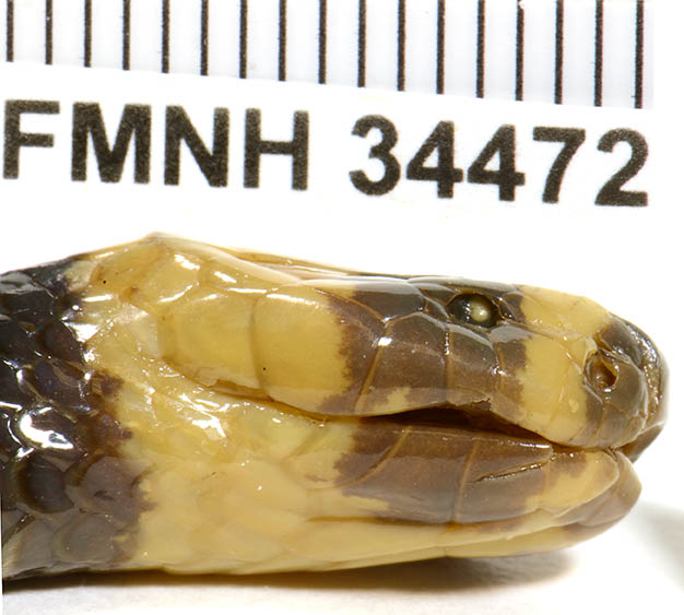 Micrurus lemniscatus diutius Burger, 1955