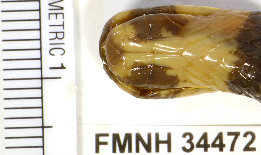 Micrurus lemniscatus diutius Burger, 1955