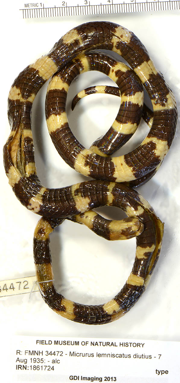 Micrurus lemniscatus diutius Burger, 1955
