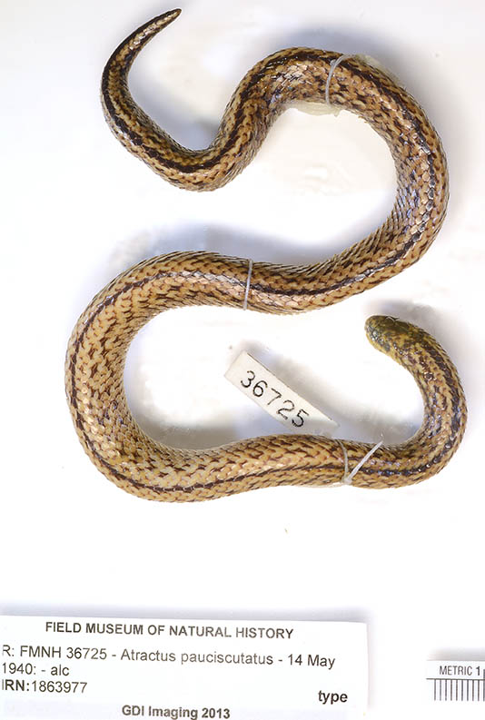 Atractus pauciscutatus Schmidt & Walker, 1943