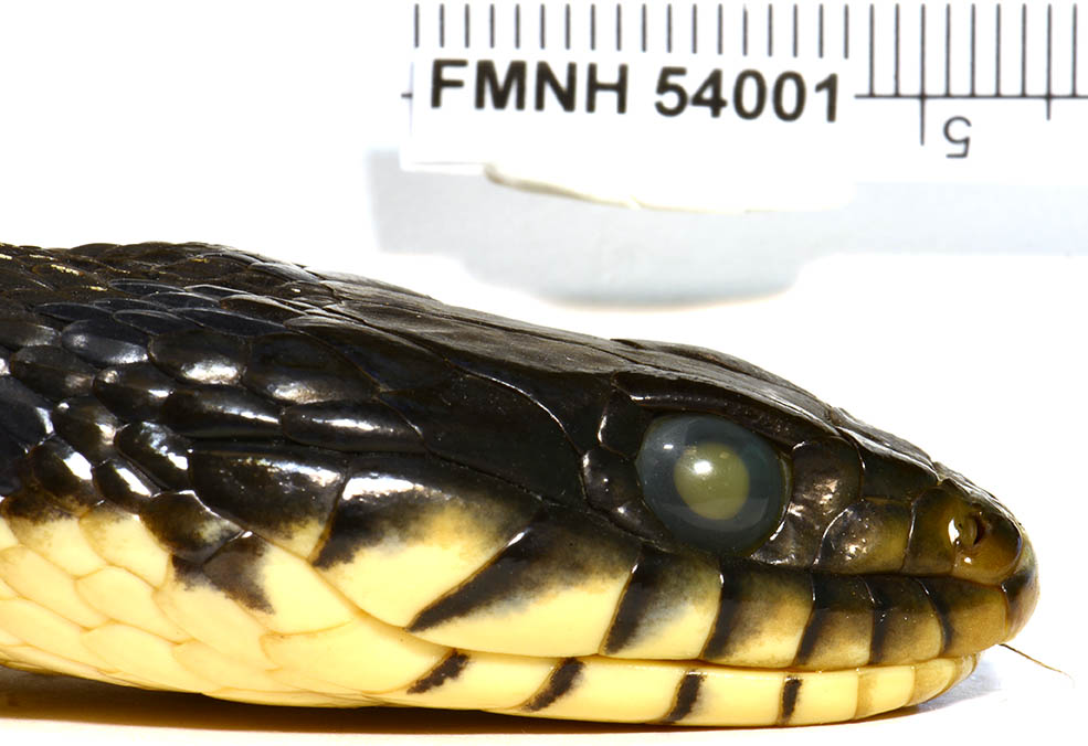FMNH 54001 | Zoological Collections