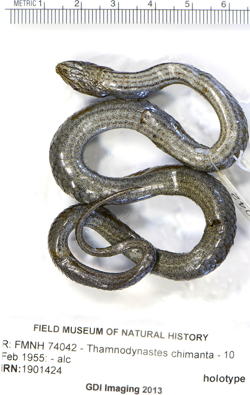 Thamnodynastes chimanta Roze, 1958