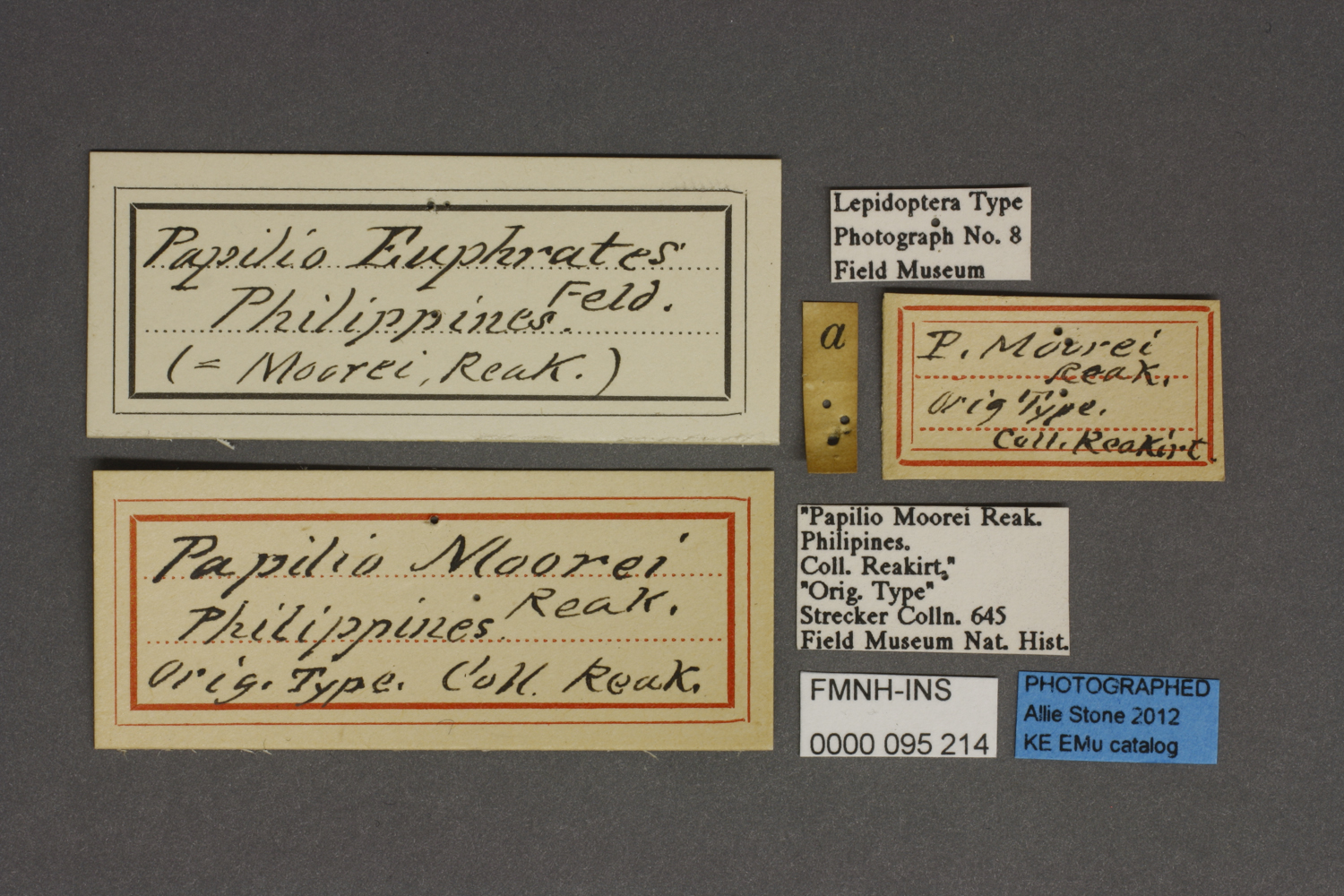 FMNH FMNHINS 0000 095 214 | Zoological Collections
