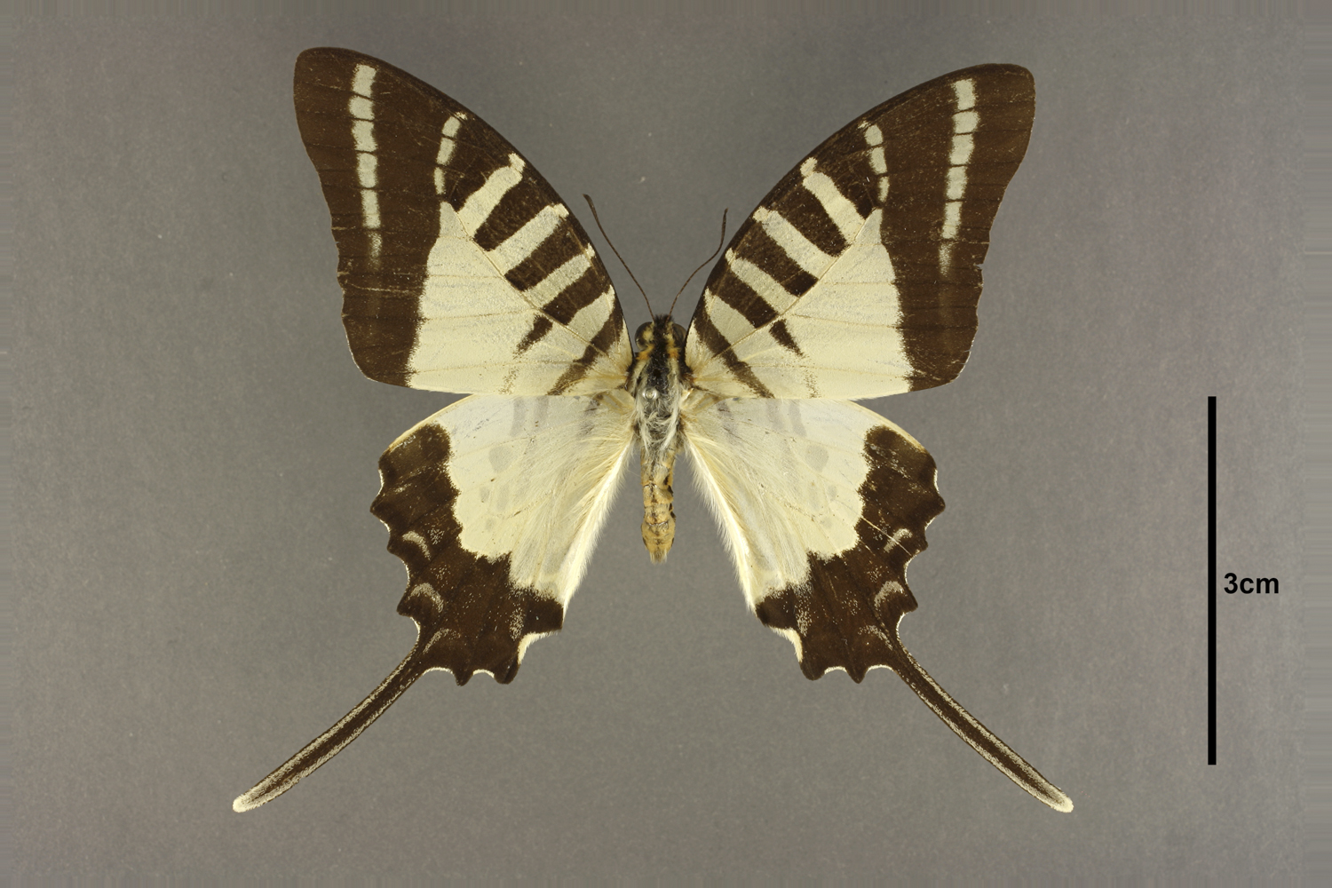 FMNH FMNHINS 0000 095 214 | Zoological Collections