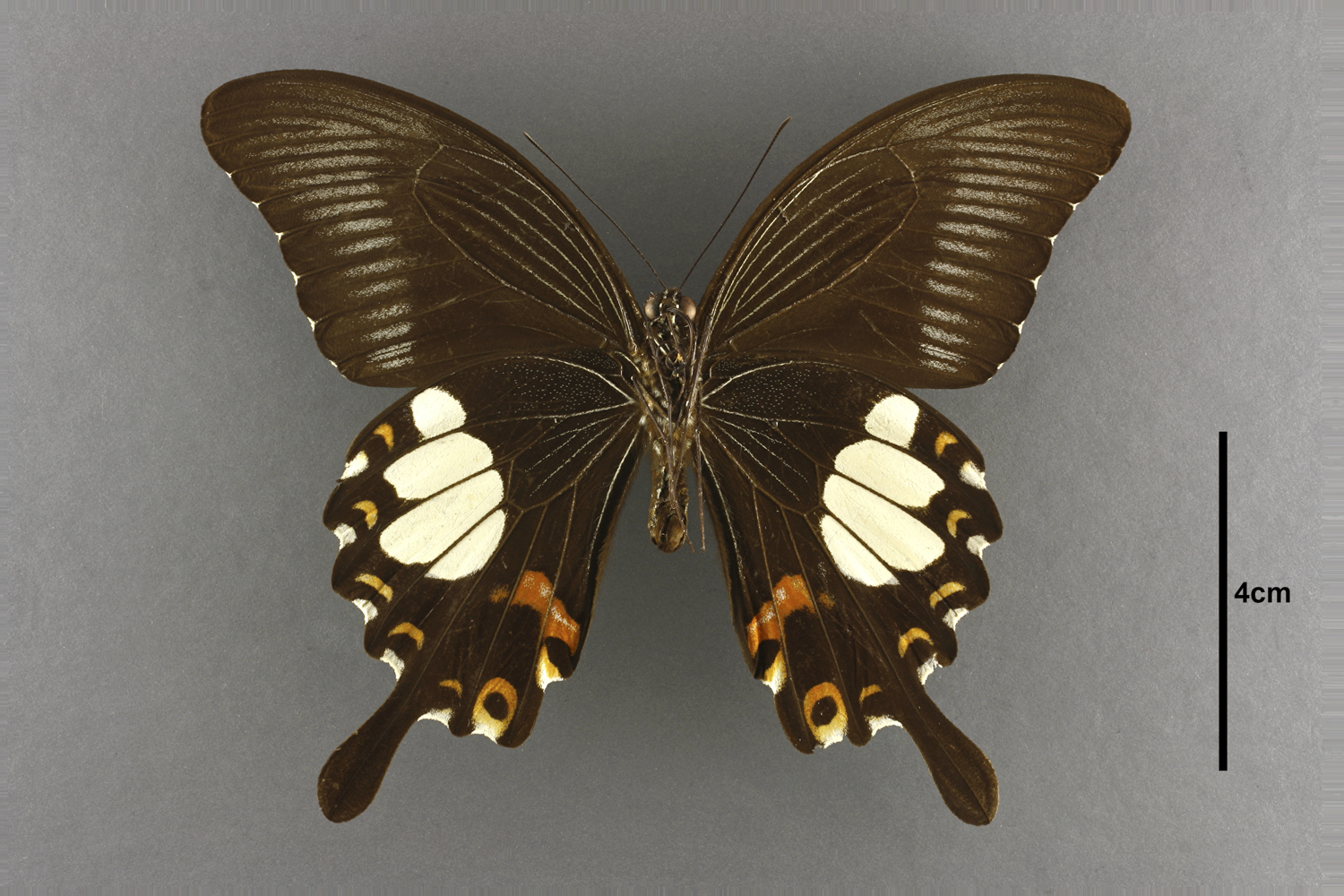 Battus belus (Cramer, 1777)