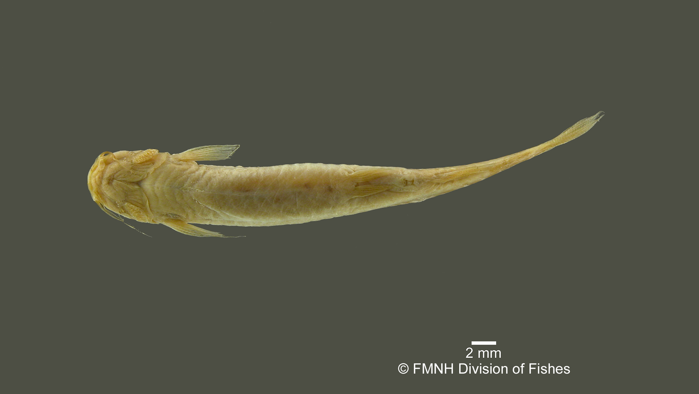 Media | Zoological Collections | The Field Museum