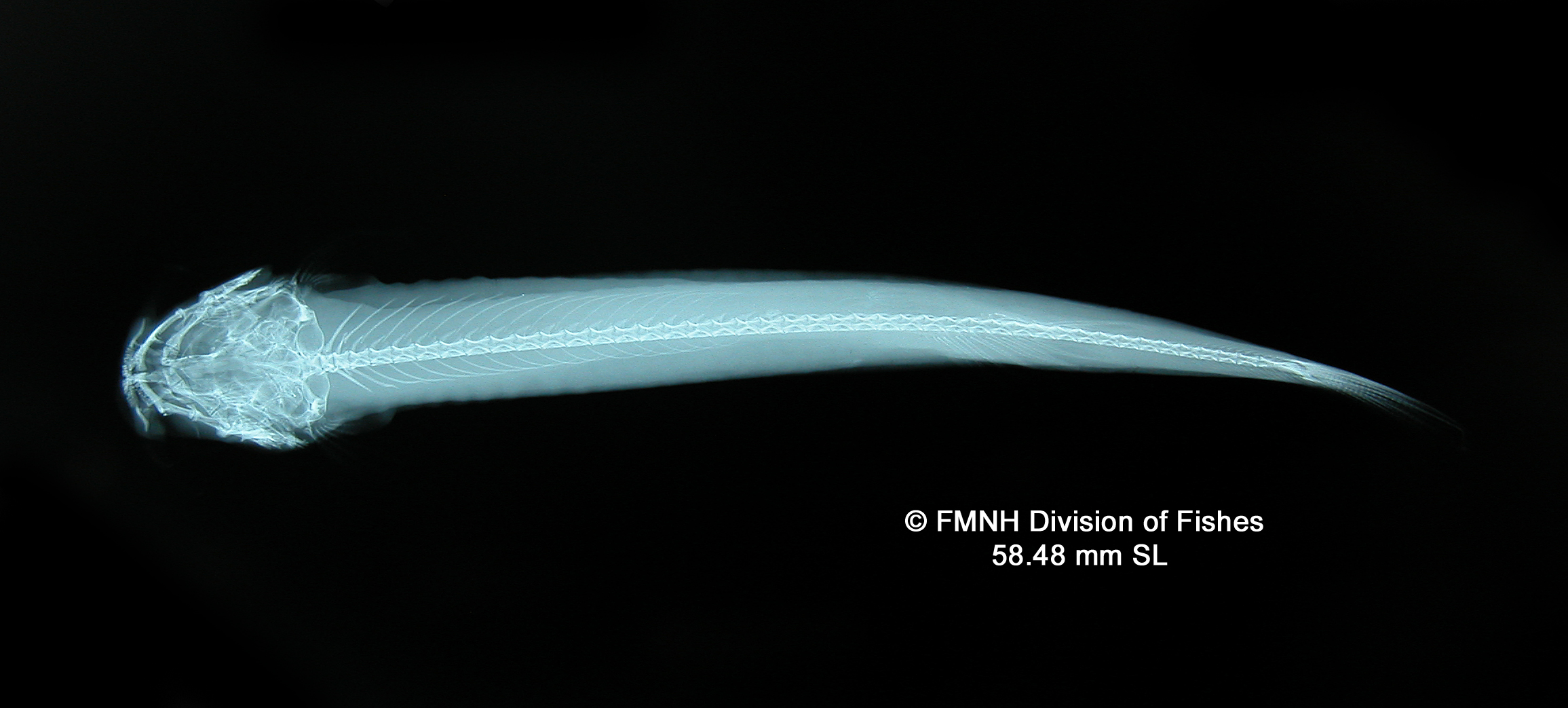 Media | Zoological Collections | The Field Museum