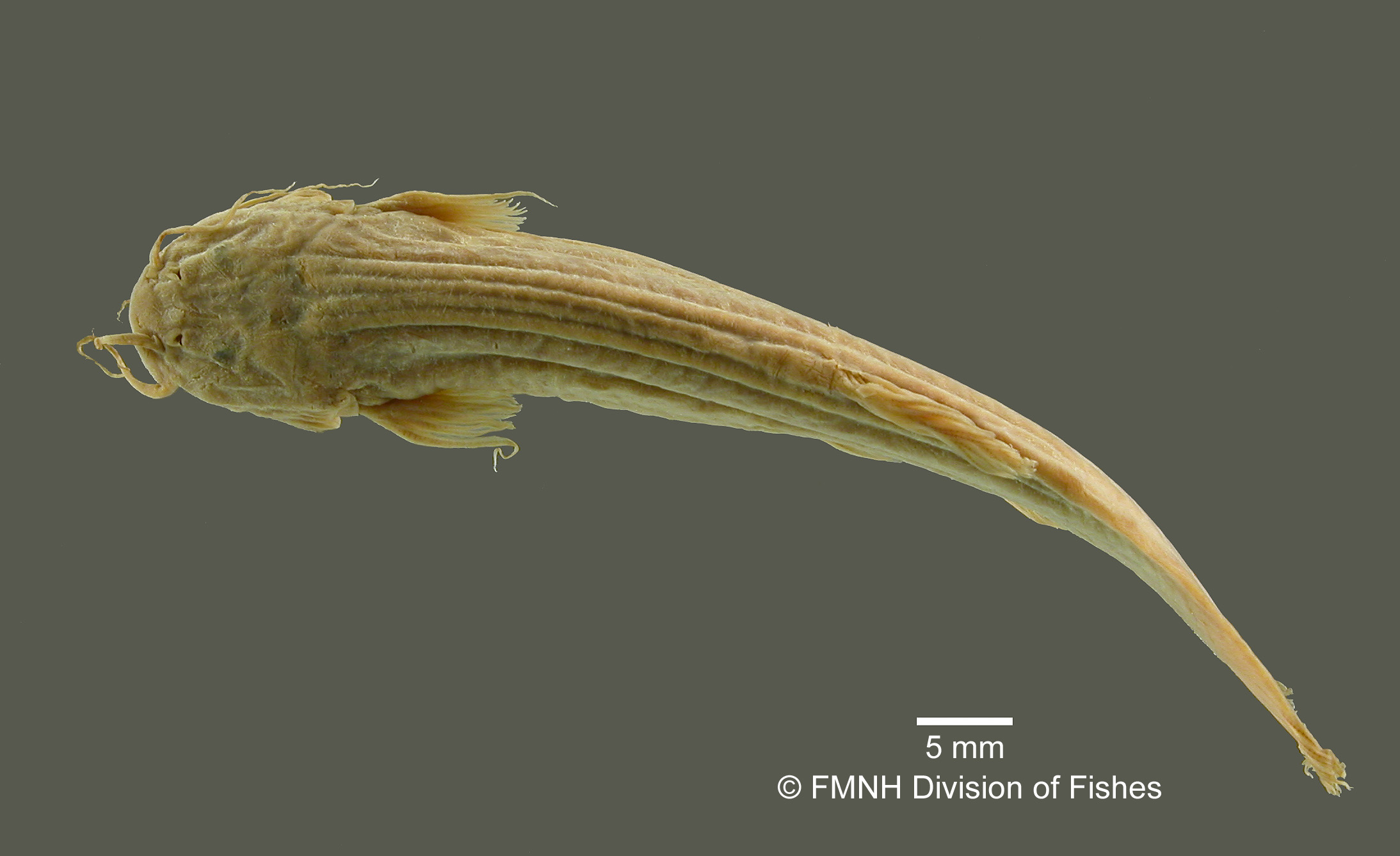 Media | Zoological Collections | The Field Museum