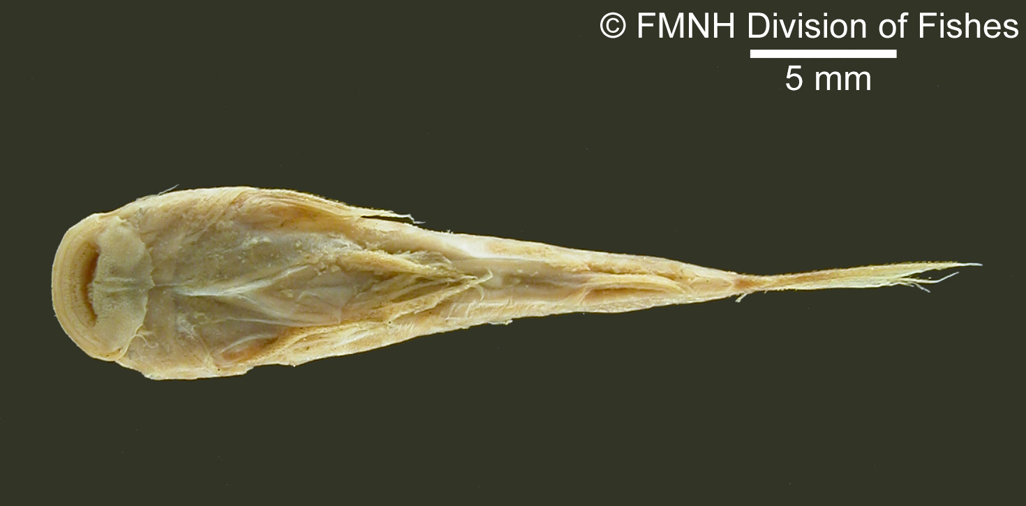 FMNH 58433 | Zoological Collections