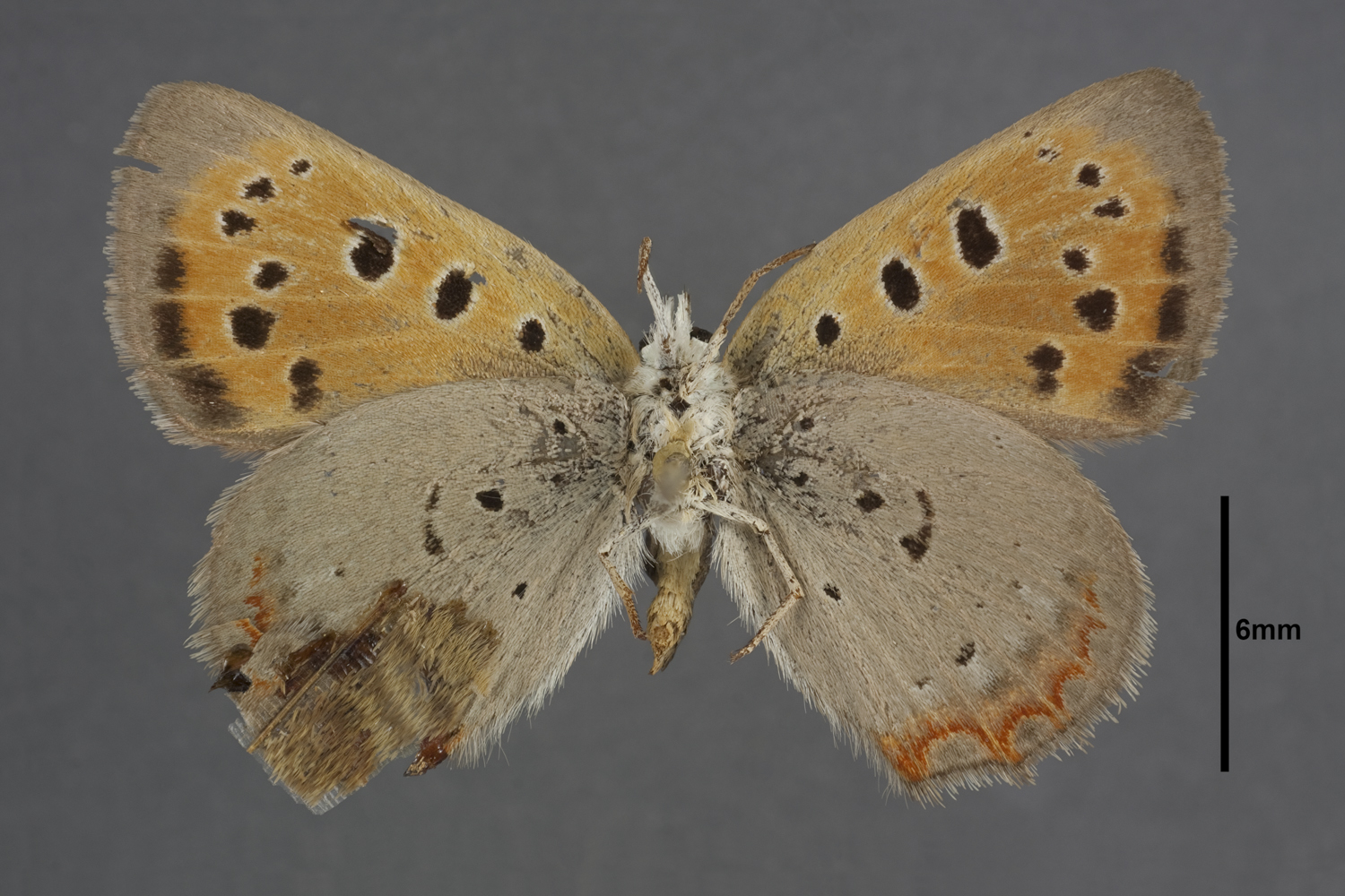 FMNH FMNHINS 0000 063 477 | Zoological Collections