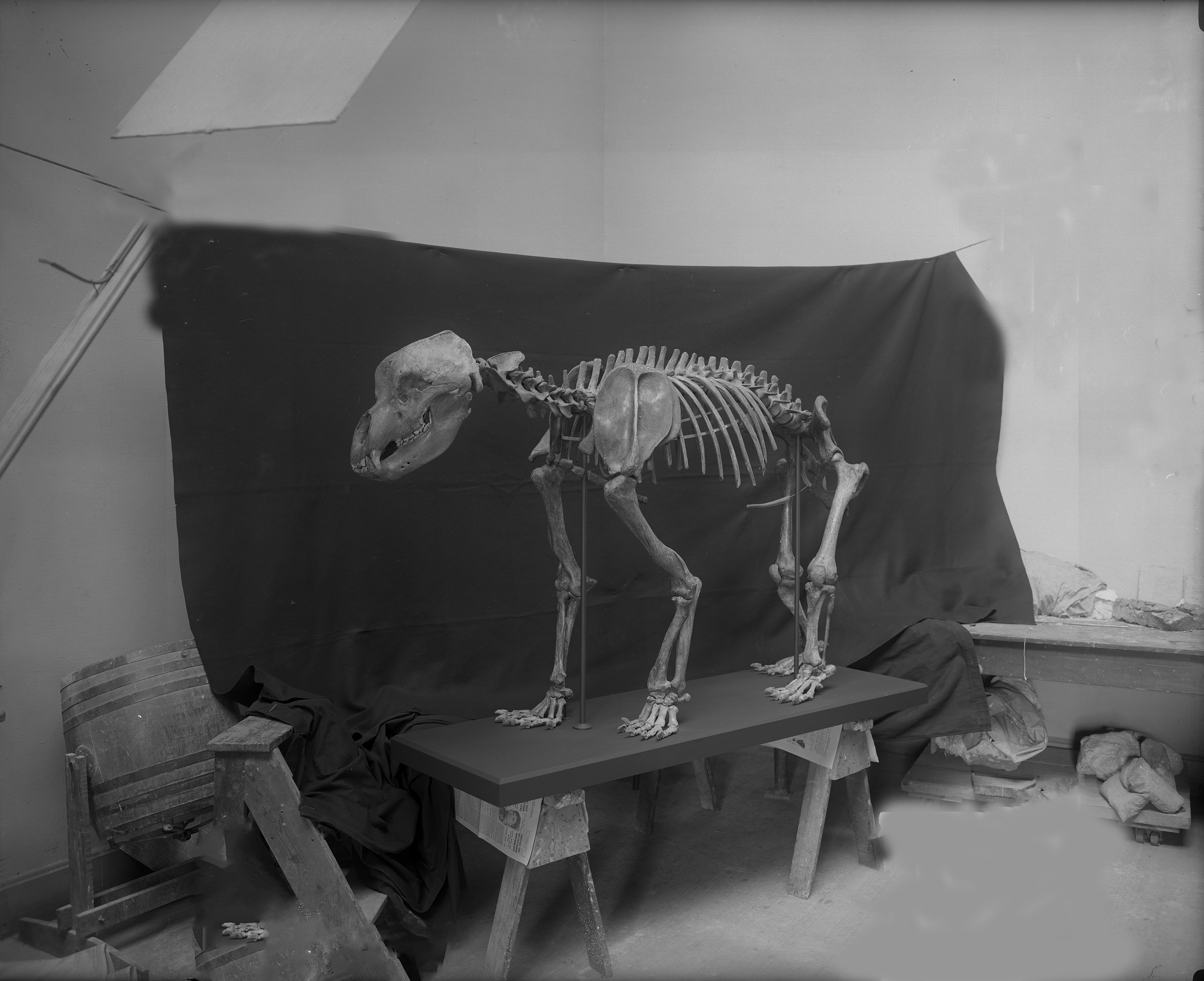 Megacerops Skeleton