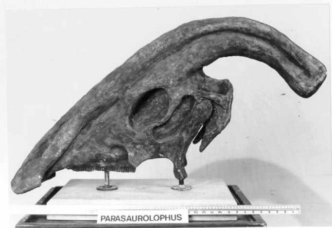 Parasaurolophus cyrtocristatus Ostrom, 1961 | Geology Collections