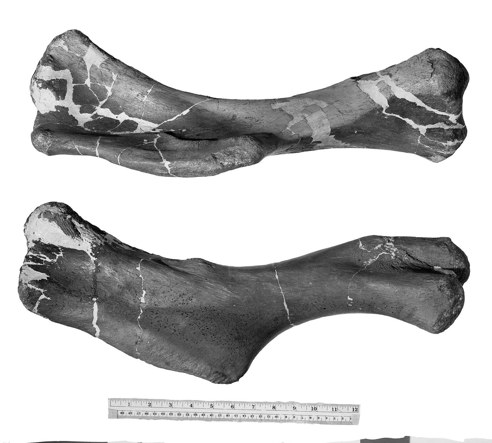 Parasaurolophus cyrtocristatus Ostrom, 1961 | Geology Collections