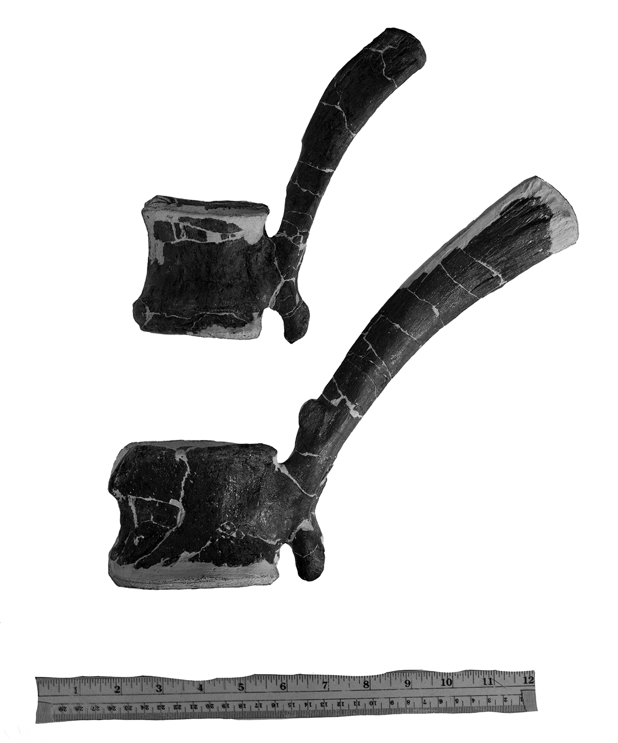 Parasaurolophus cyrtocristatus Ostrom, 1961 | Geology Collections