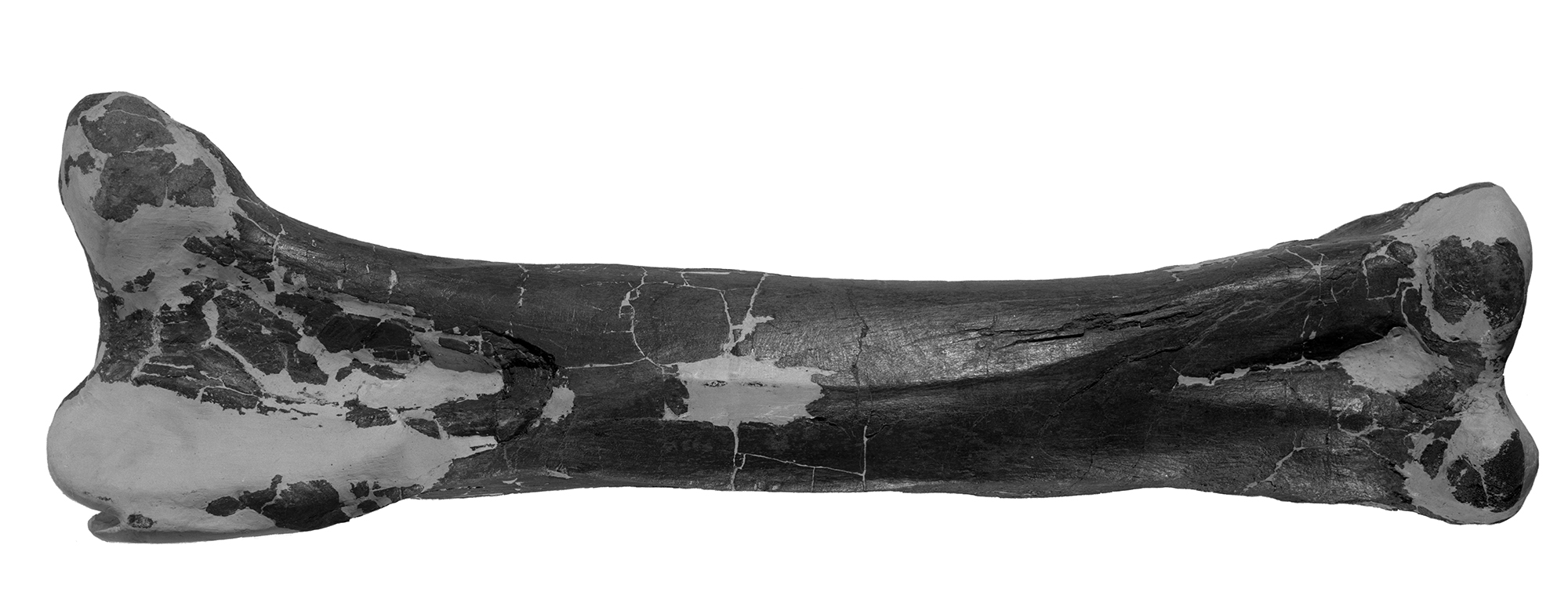 Parasaurolophus cyrtocristatus Ostrom, 1961 | Geology Collections