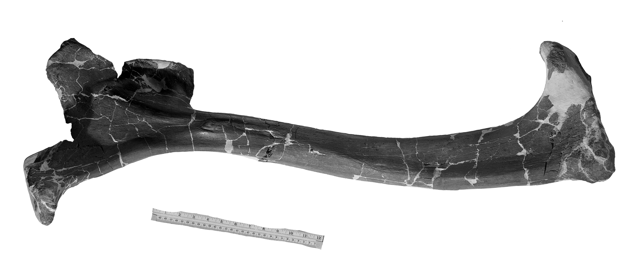 Parasaurolophus cyrtocristatus Ostrom, 1961 | Geology Collections