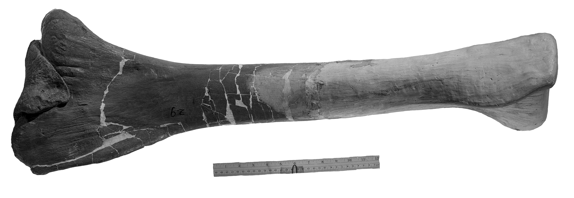 Parasaurolophus cyrtocristatus Ostrom, 1961 | Geology Collections