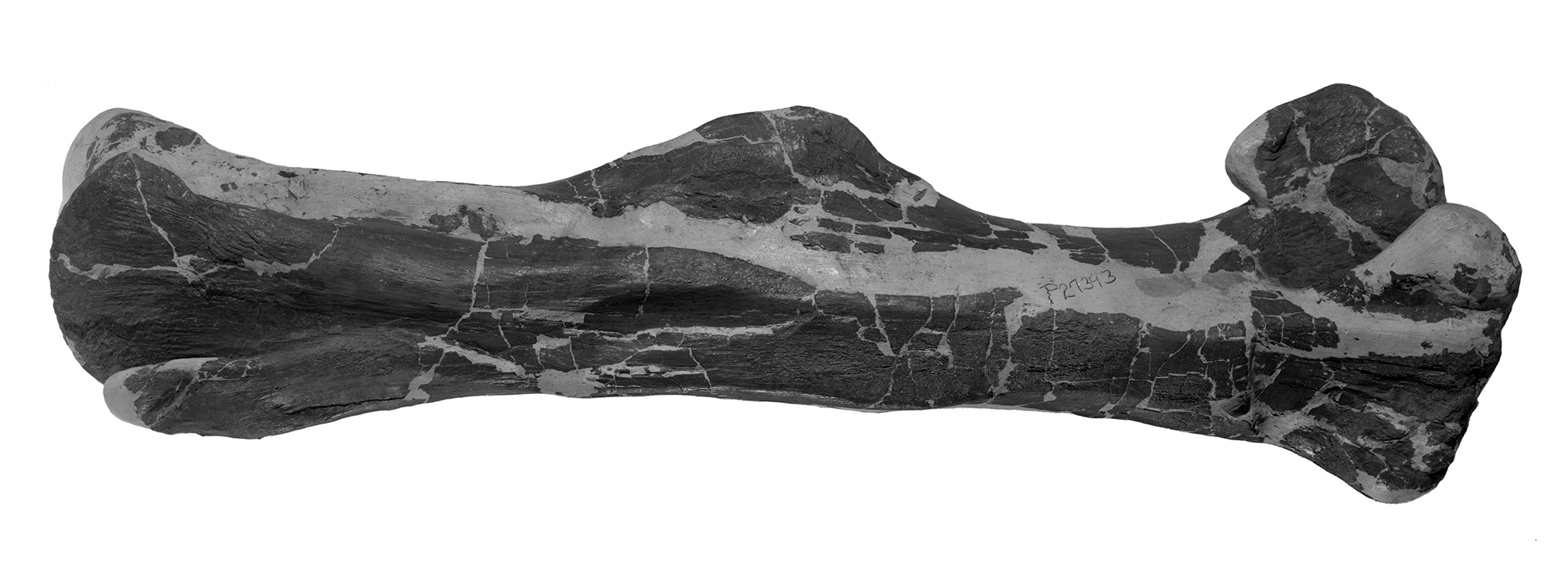 Parasaurolophus cyrtocristatus Ostrom, 1961 | Geology Collections