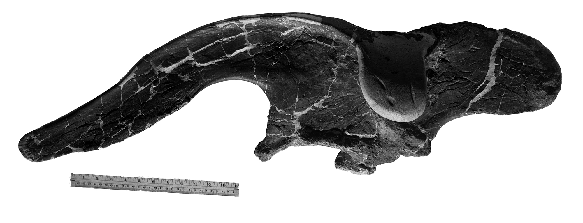 Parasaurolophus cyrtocristatus Ostrom, 1961 | Geology Collections