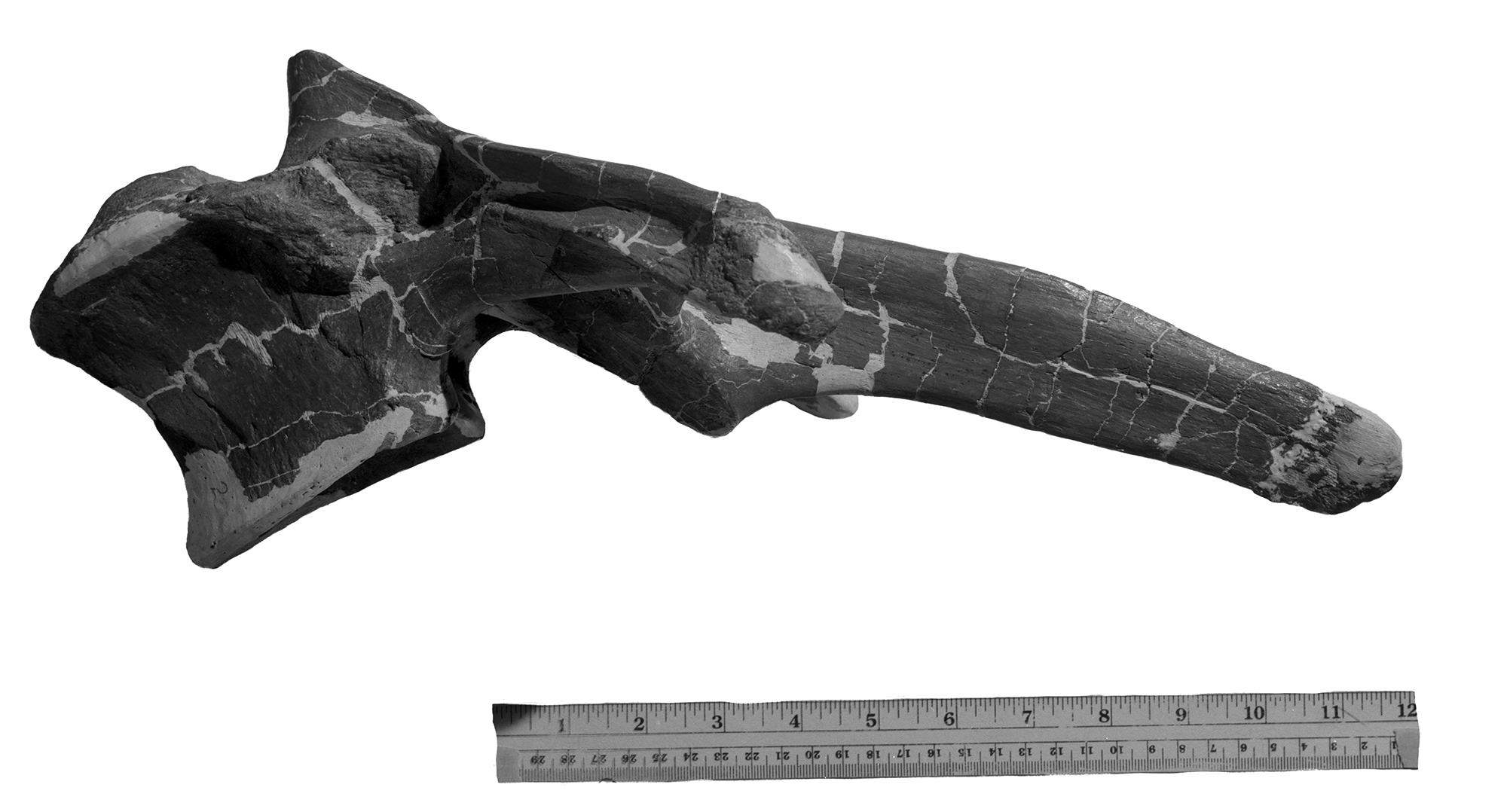 Parasaurolophus cyrtocristatus Ostrom, 1961 | Geology Collections