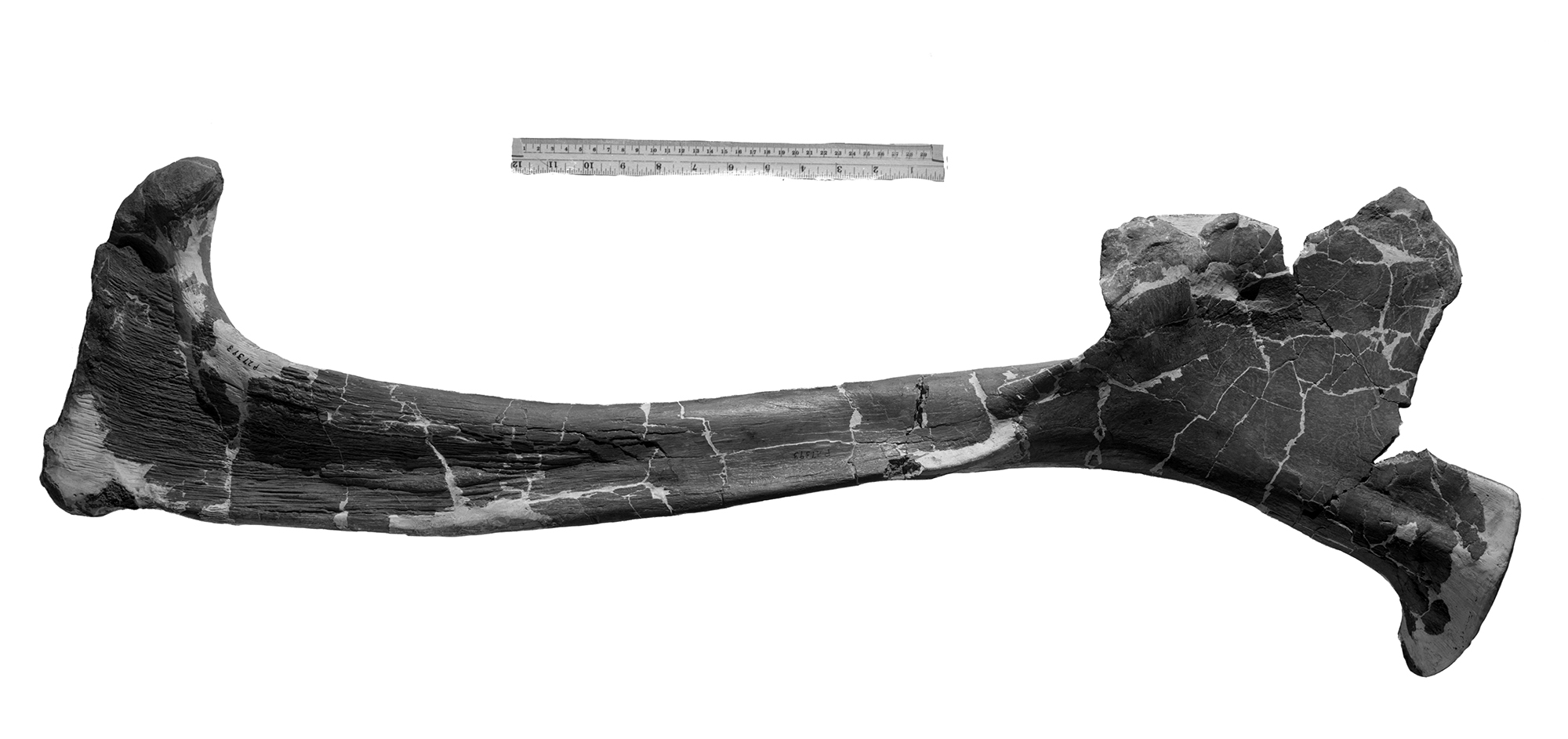 Parasaurolophus cyrtocristatus Ostrom, 1961 | Geology Collections