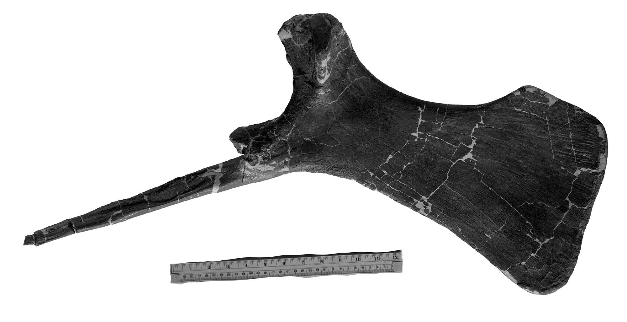 Parasaurolophus cyrtocristatus Ostrom, 1961 | Geology Collections