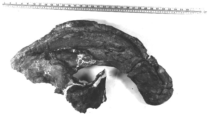 Parasaurolophus cyrtocristatus Ostrom, 1961 | Geology Collections