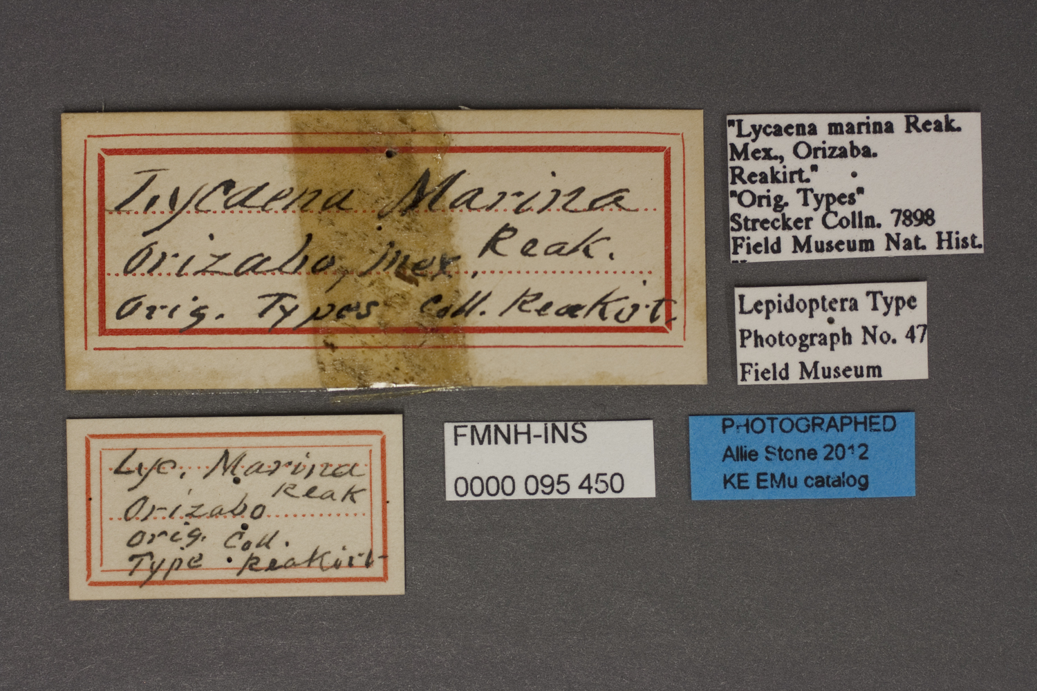 FMNH FMNHINS 0000 095 450 | Zoological Collections