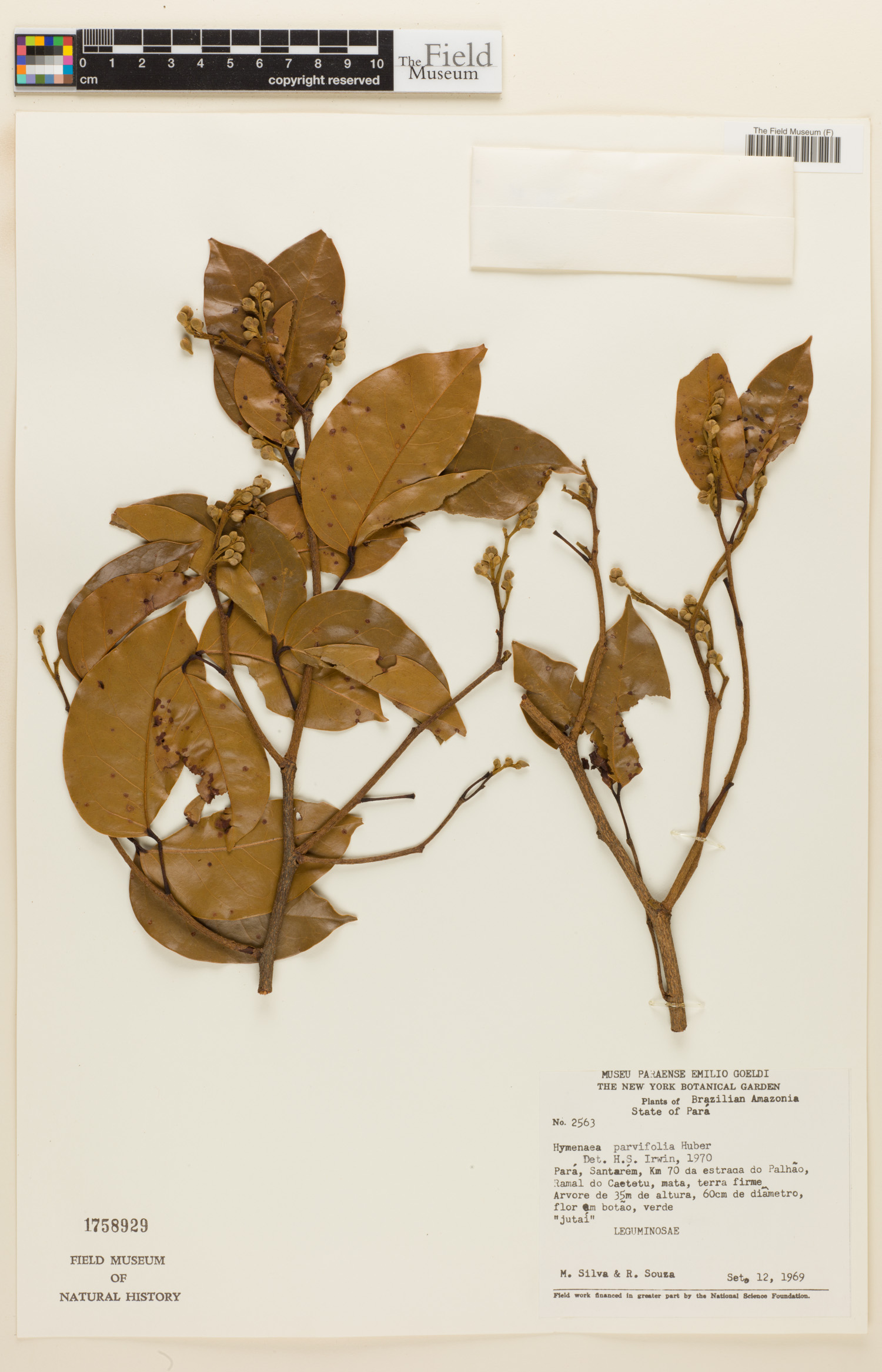 Catalogue | Botanical Collections