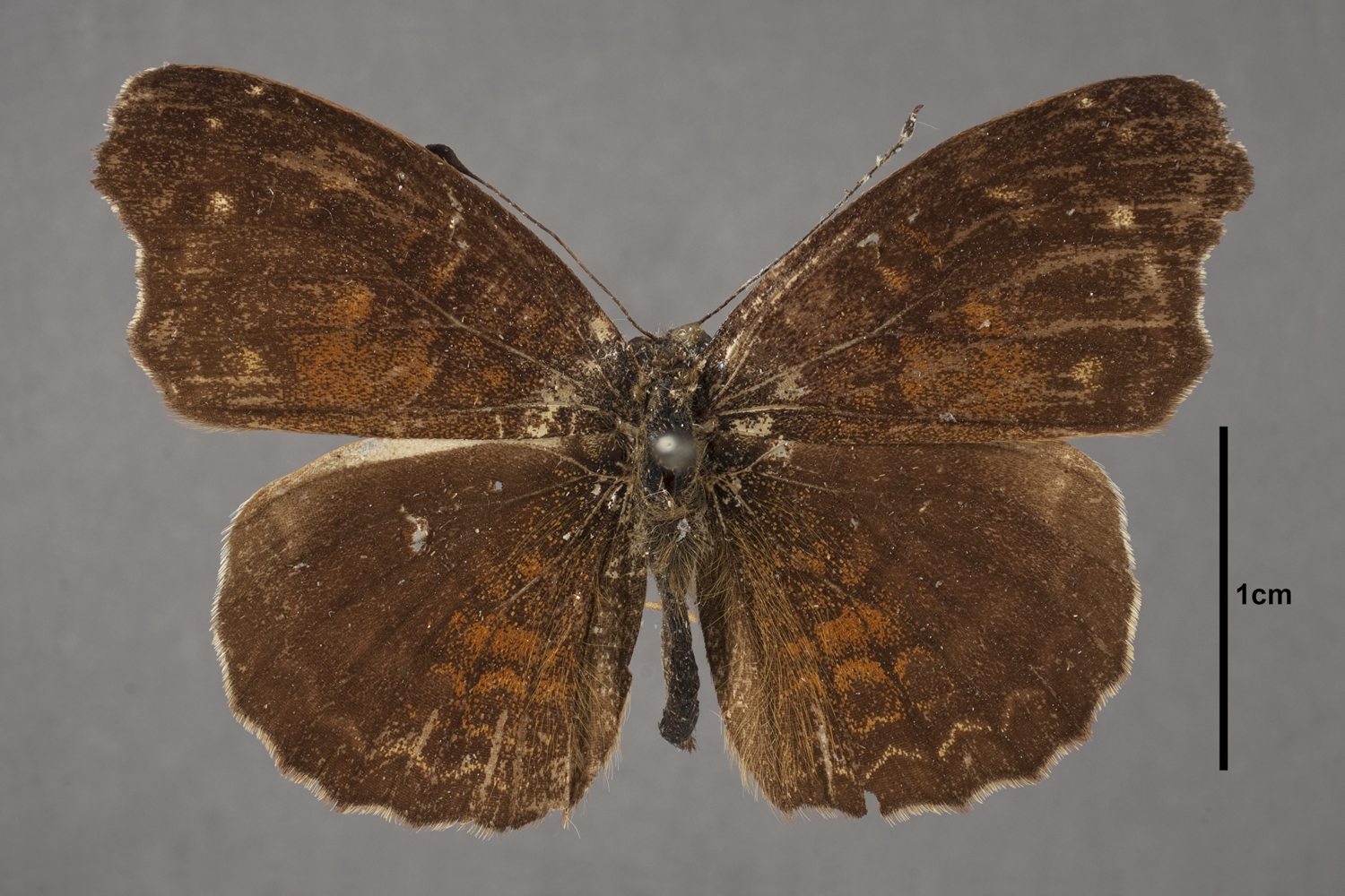 FMNH FMNHINS 0000 095 472 | Zoological Collections