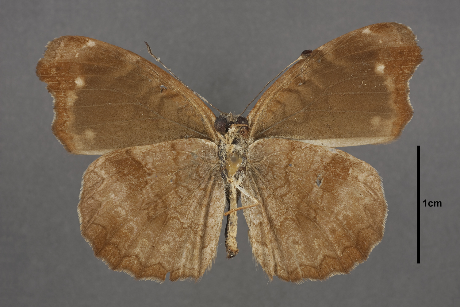 FMNH FMNHINS 0000 095 472 | Zoological Collections