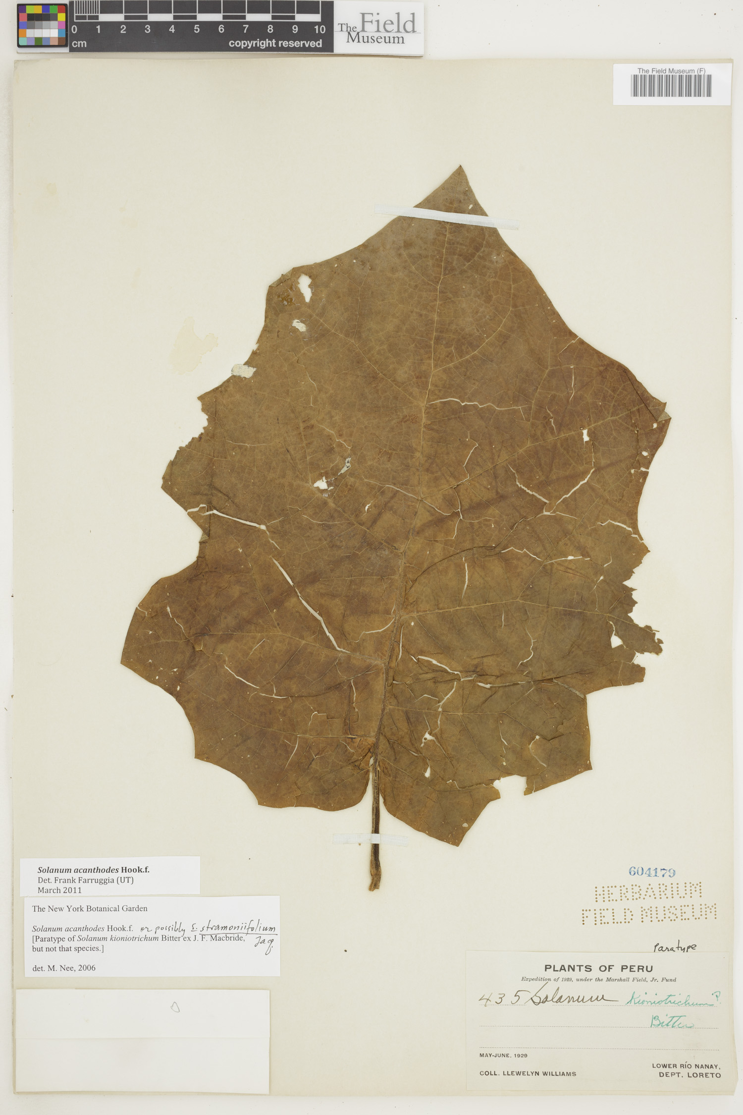 HVAA - Occurrence Profile