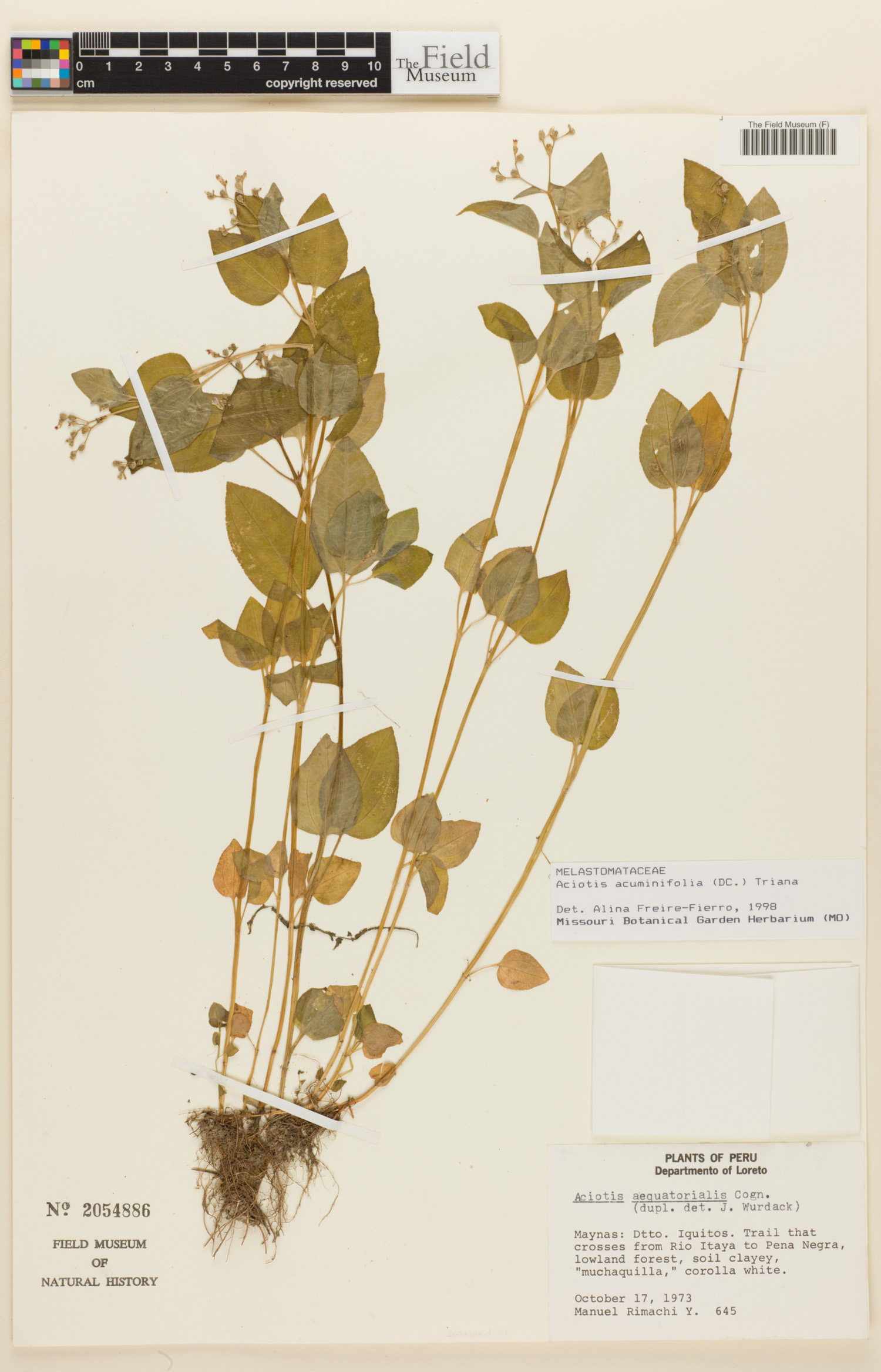 Aciotis acuminifolia (DC.) Triana