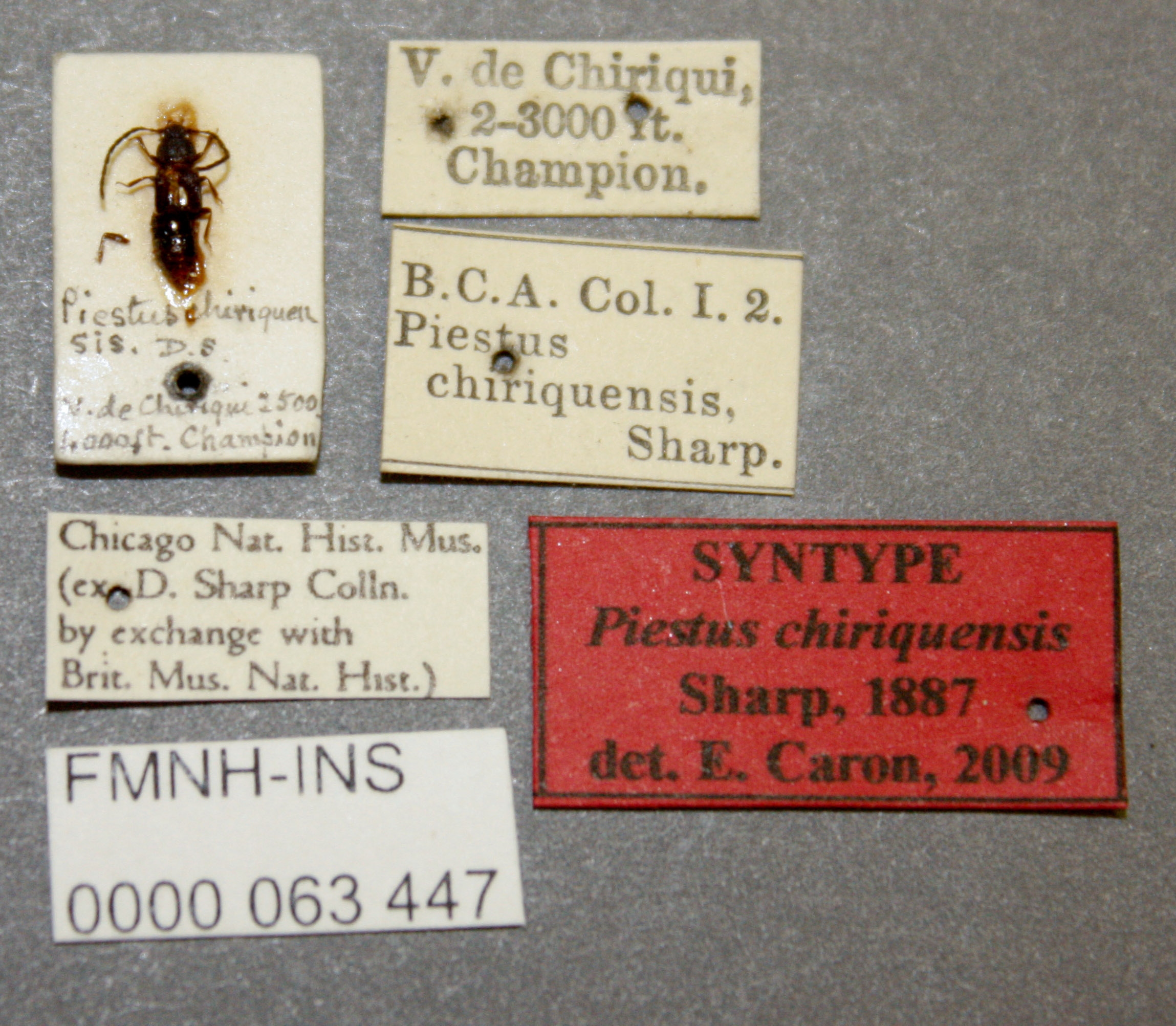 FMNH FMNHINS 0000 063 447 | Zoological Collections