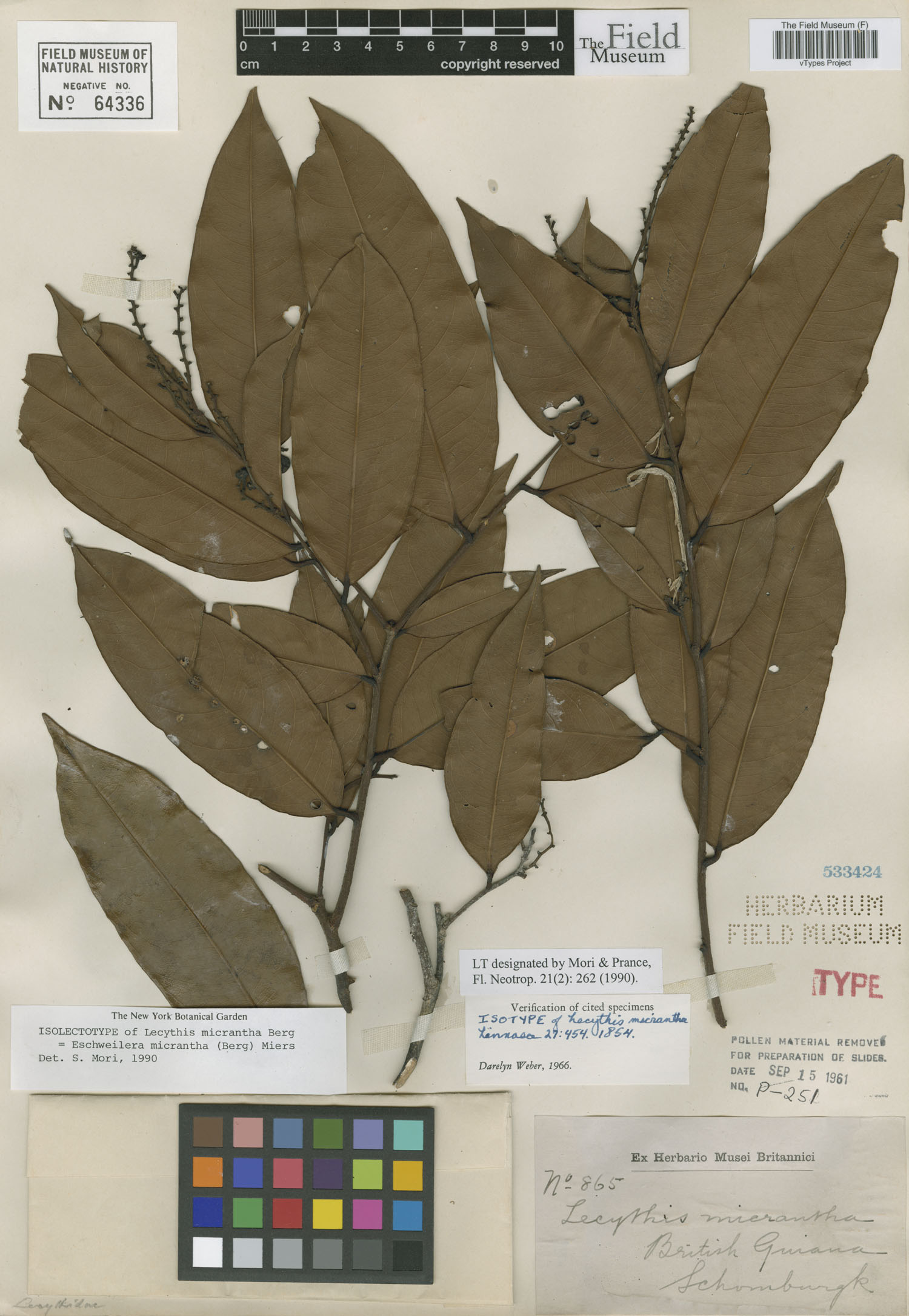 Lecythis micrantha O.Berg