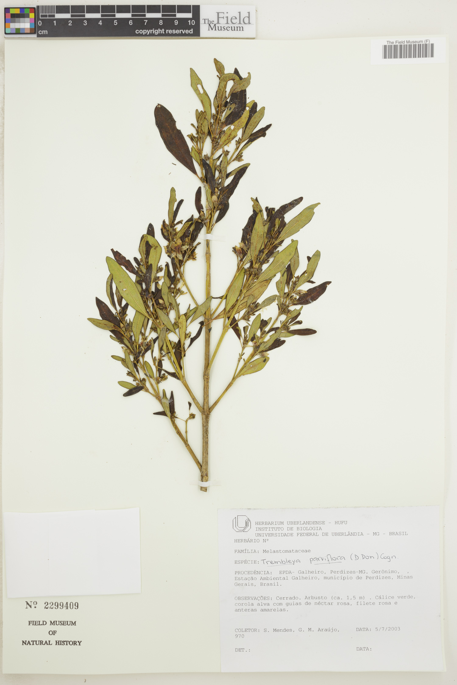 S. Mendes | Botanical Collections