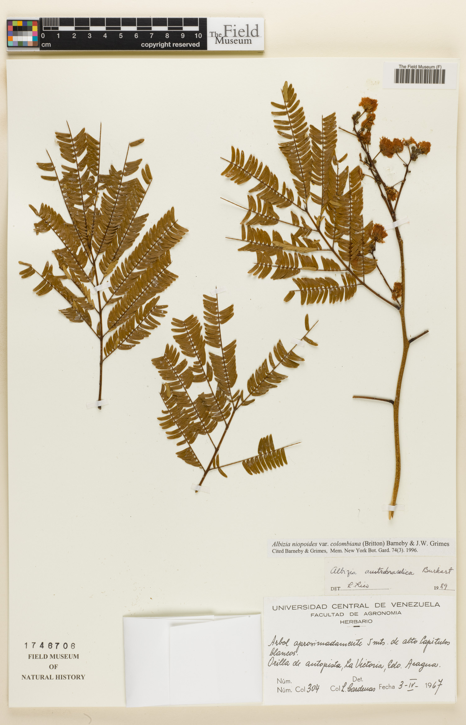 HVAA - Occurrence Profile