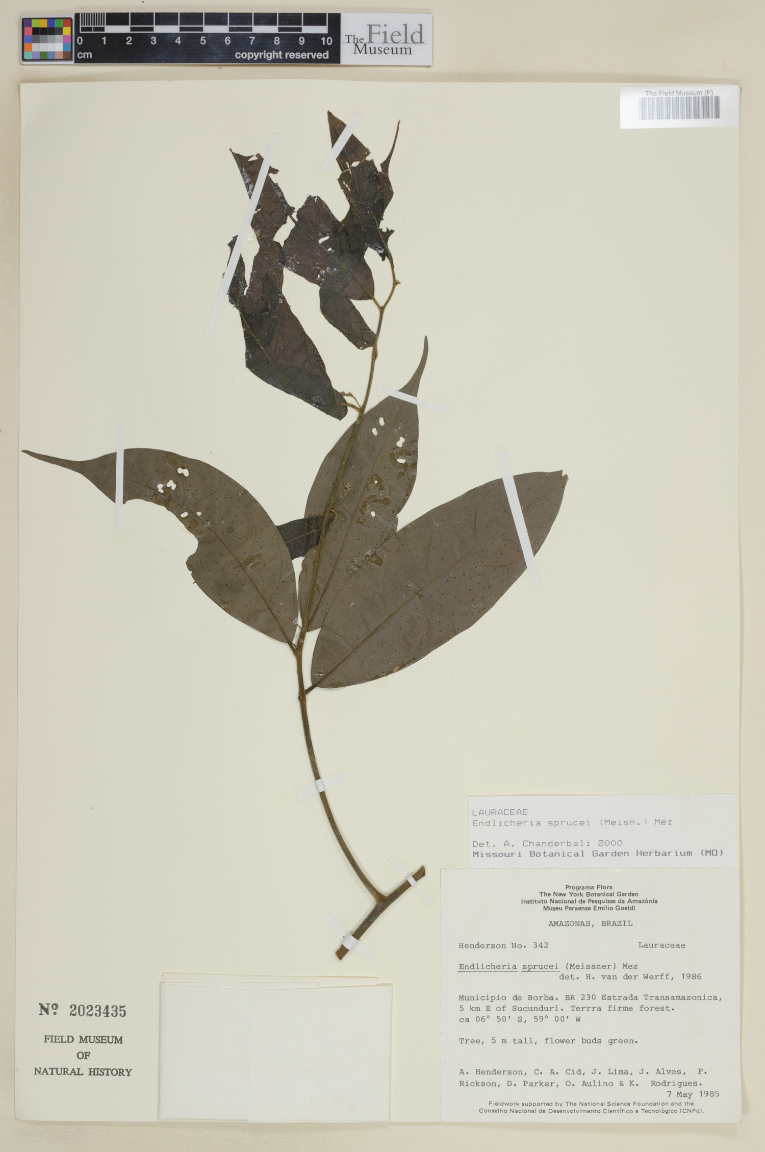 HVAA - Occurrence Profile